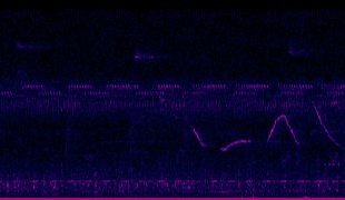 Som tovaca-campainha (Chamaeza campanisona) Por Victor Hugo Rebecchi ...