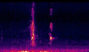 Som piru-piru (Haematopus palliatus) Por Sandro Paixão | Wiki Aves - A ...