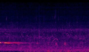 Som perdiz (Rhynchotus rufescens) Por Joaquim Ribas | Wiki Aves - A ...