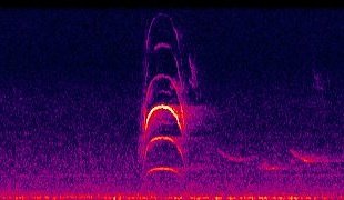 Som bem-te-vi (Pitangus sulphuratus) Por Murilo Nascimento | Wiki Aves ...