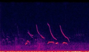 Som perdiz (Rhynchotus rufescens) Por Luis Esmerino | Wiki Aves - A ...