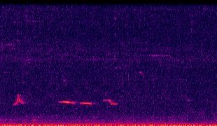 Som perdiz (Rhynchotus rufescens) Por Kenny Uéslei | Wiki Aves - A ...