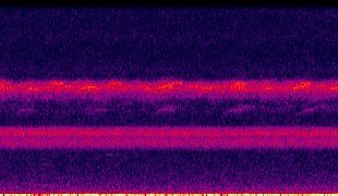 Som pica-pau-da-taboca (Celeus obrieni) Por Joaquim Barros | Wiki Aves ...