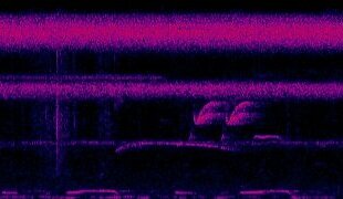 Som pomba-trocal (Patagioenas speciosa) Por Ives Vergara | Wiki Aves ...