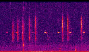 Som codorna-carapé (Taoniscus nanus) Por Geraldo Morais | Wiki Aves - A ...