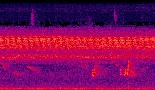 Som tuque (Elaenia mesoleuca) Por Fernando Pacheco | Wiki Aves - A ...