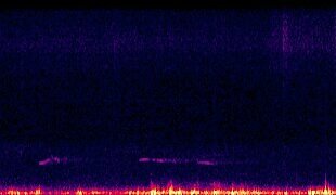 Som perdiz (Rhynchotus rufescens) Por Francisco Martins | Wiki Aves - A ...