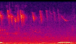 Som pomba-trocal (Patagioenas speciosa) Por Marcelo Telles | Wiki Aves ...