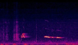 Som perdiz (Rhynchotus rufescens) Por Joaquim Ribas | Wiki Aves - A ...