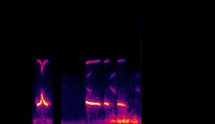 Som perdiz (Rhynchotus rufescens) Por Paulo Fenalti | Wiki Aves - A ...