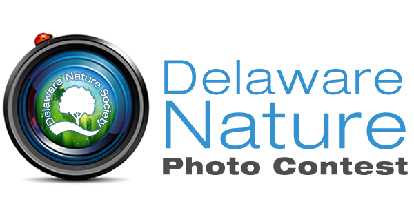 Theme: Life in the Water | Delaware Nature Society
