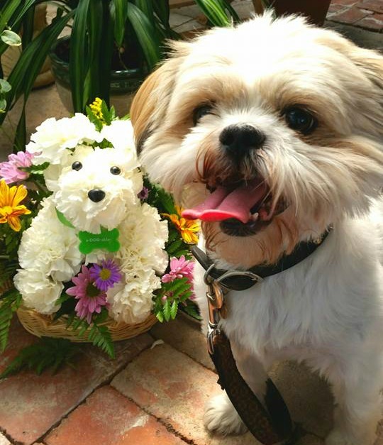 Dog Days of Summer Photo Contest