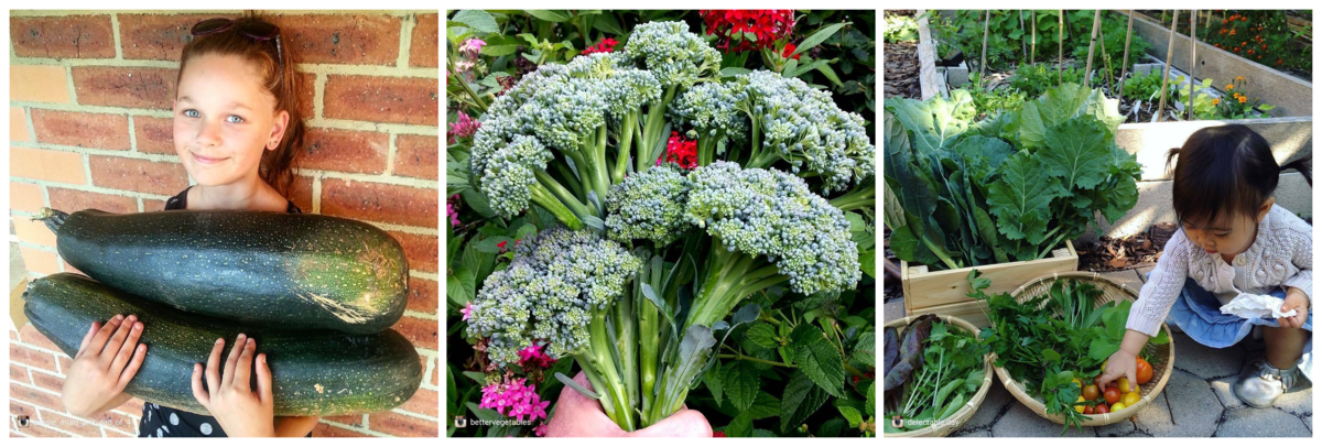 "Show Us Your Garden" Photo Contest