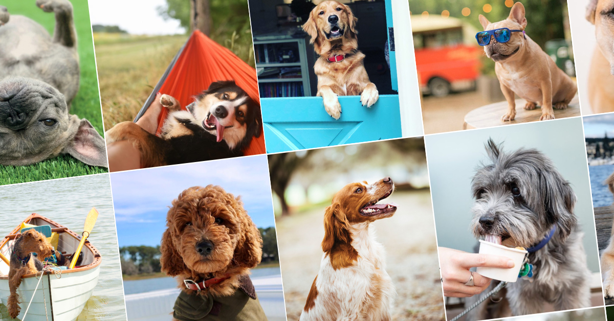 Garden & Gun - Good Dog Photo Contest