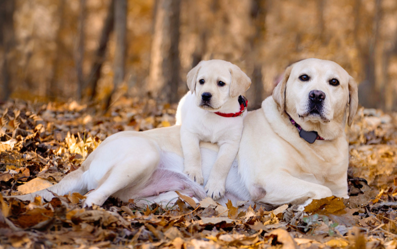 Garden & Gun - Good Dog Photo Contest