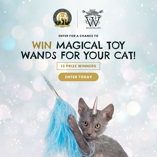 CFA - Special Magical Moment | Cat Fanciers' Association