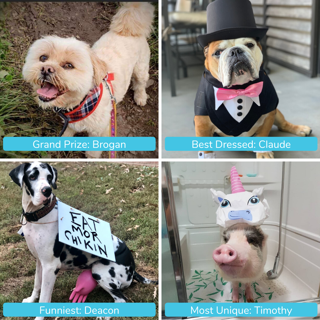 Win a Custom Stuffed Animal of Your Pet & Other Prizes