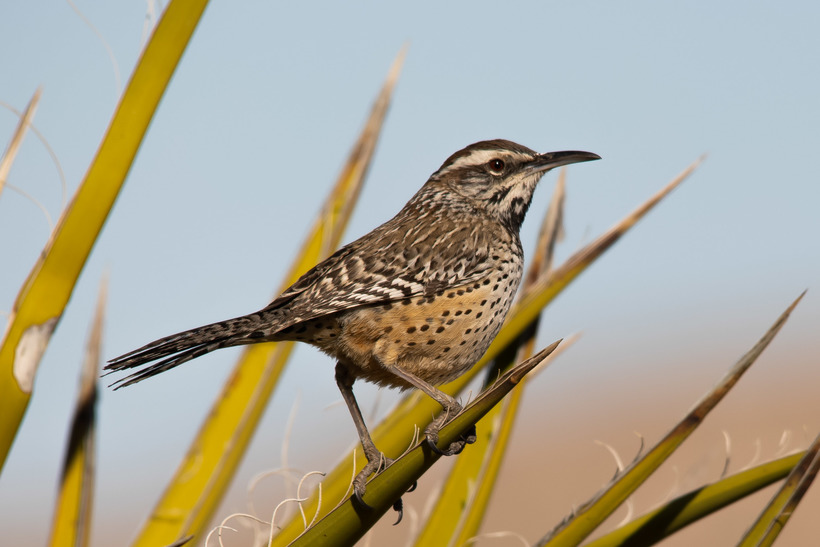 2021 Anza-Borrego Desert Photo Contest