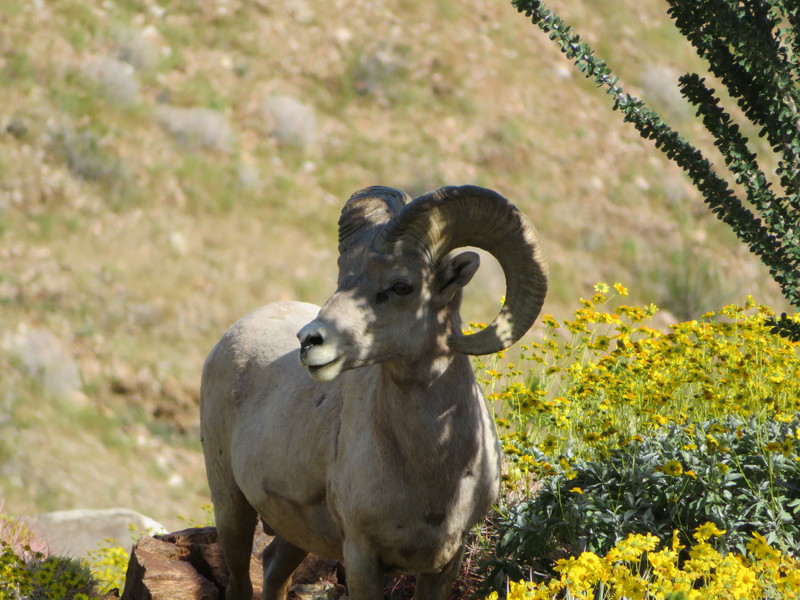 2021 Anza-Borrego Desert Photo Contest