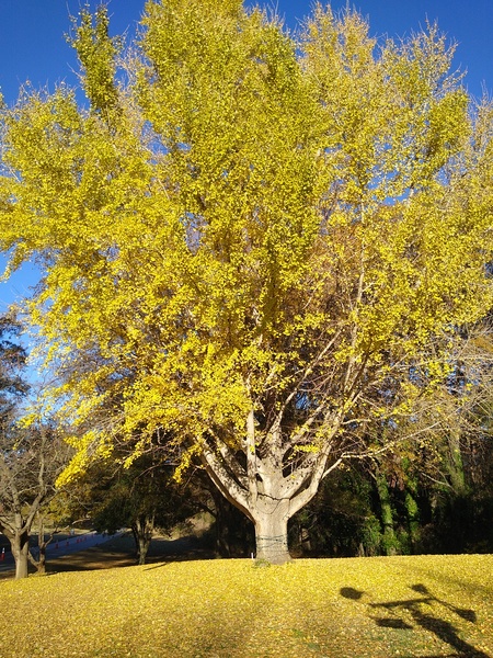 Tree of the Year Photo Contest