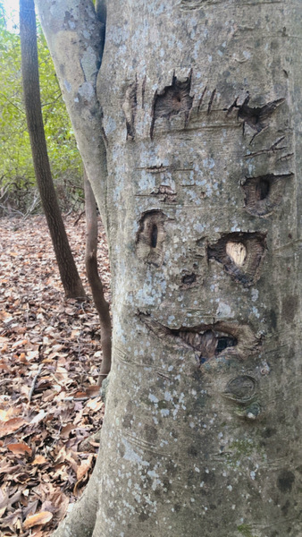 Tree of the Year Photo Contest