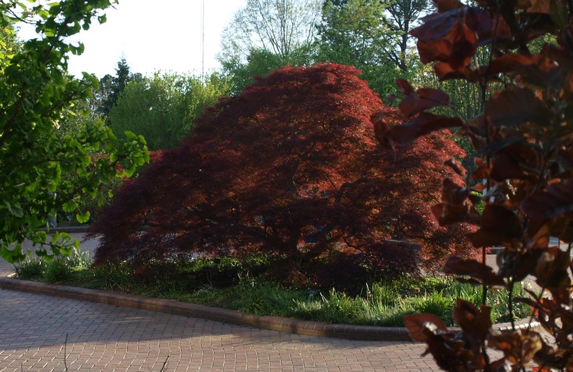 Tree of the Year Photo Contest