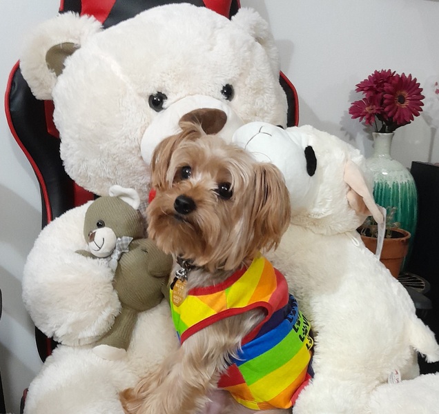 Win a Custom Stuffed Animal of Your Pet & Other Prizes