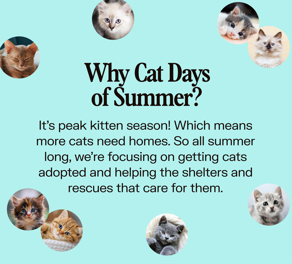 Cat Days of Summer