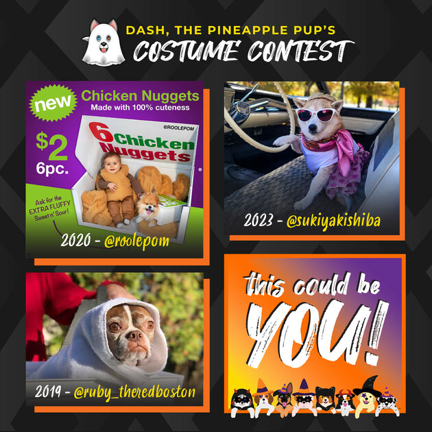 Dash The Pineapple Pup's 7th Annual Costume Contest | Staypineapple