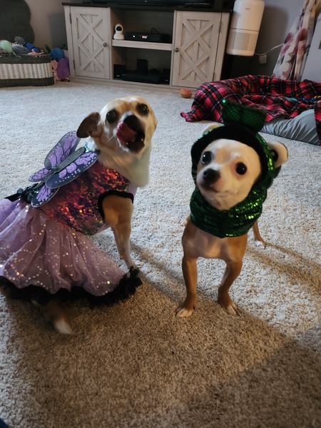 Trick or Treat Them Well Costume Photo Contest