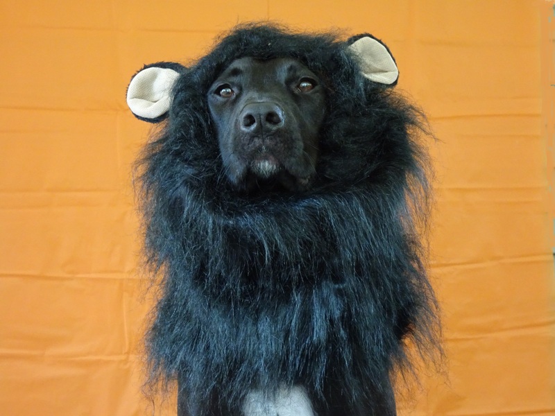 Trick or Treat Them Well Costume Photo Contest