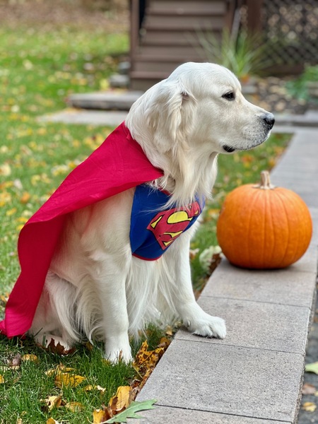 Trick or Treat Them Well Costume Photo Contest