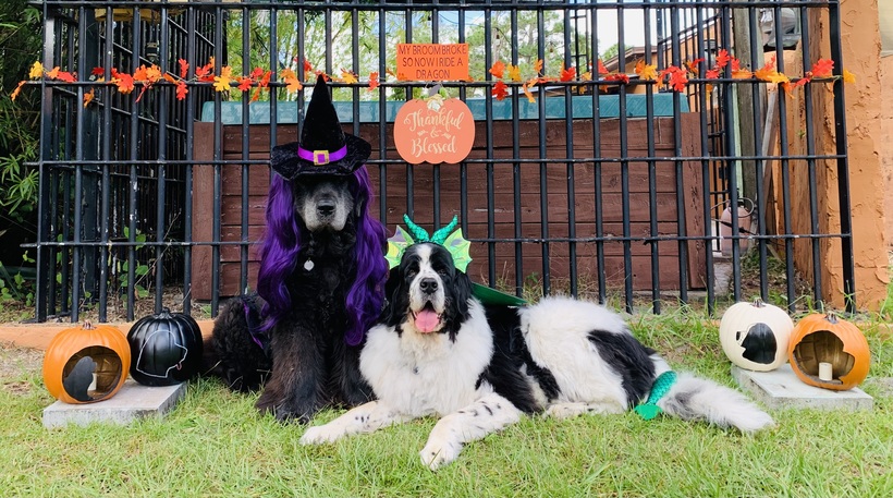 Trick or Treat Them Well Costume Photo Contest