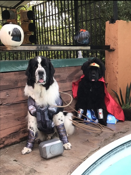 Trick or Treat Them Well Costume Photo Contest