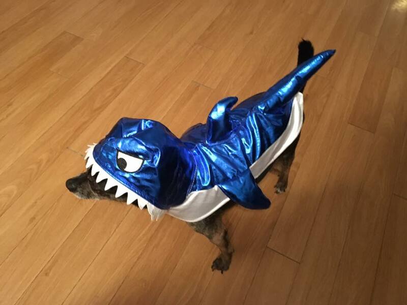 Trick or Treat Them Well Costume Photo Contest