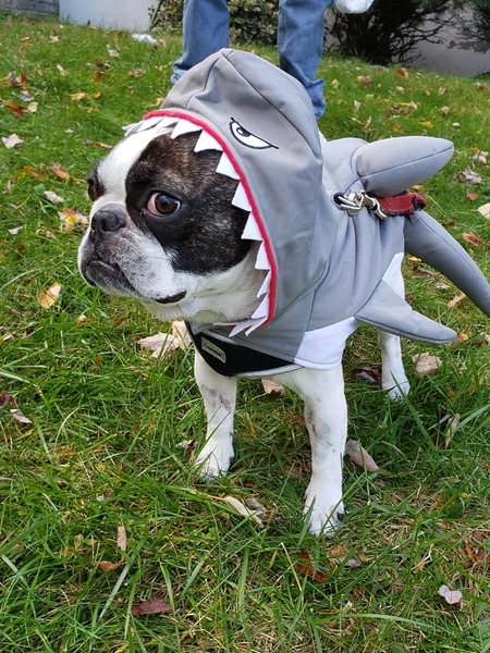 Trick or Treat Them Well Costume Photo Contest