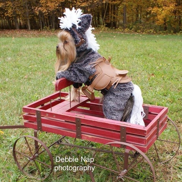 Trick or Treat Them Well Costume Photo Contest
