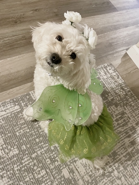 Trick or Treat Them Well Costume Photo Contest