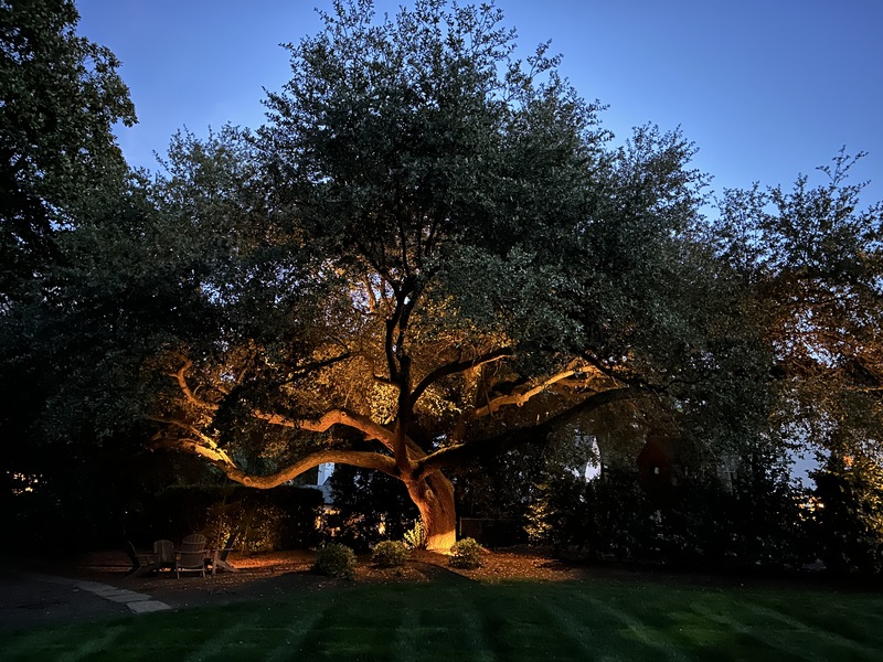 2024 Tree of the Year Photo Contest