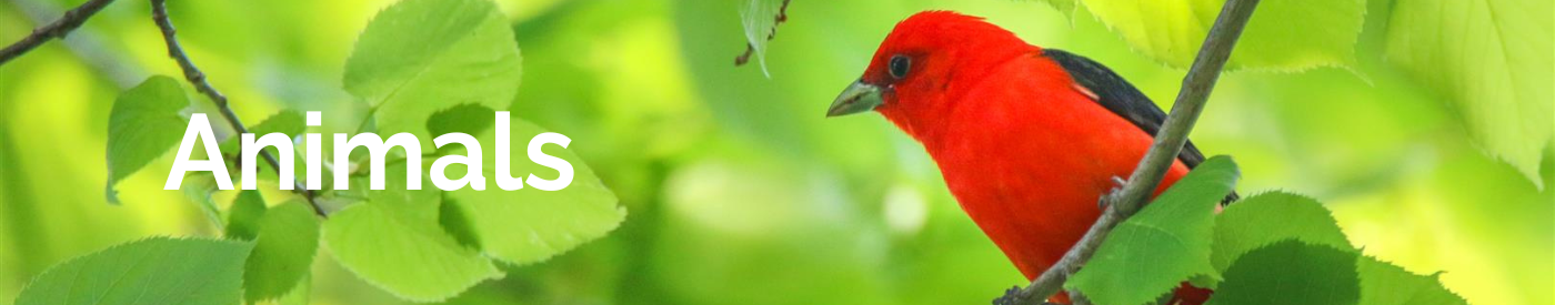 City of Maple Grove Photo Contest 2024 - Animals