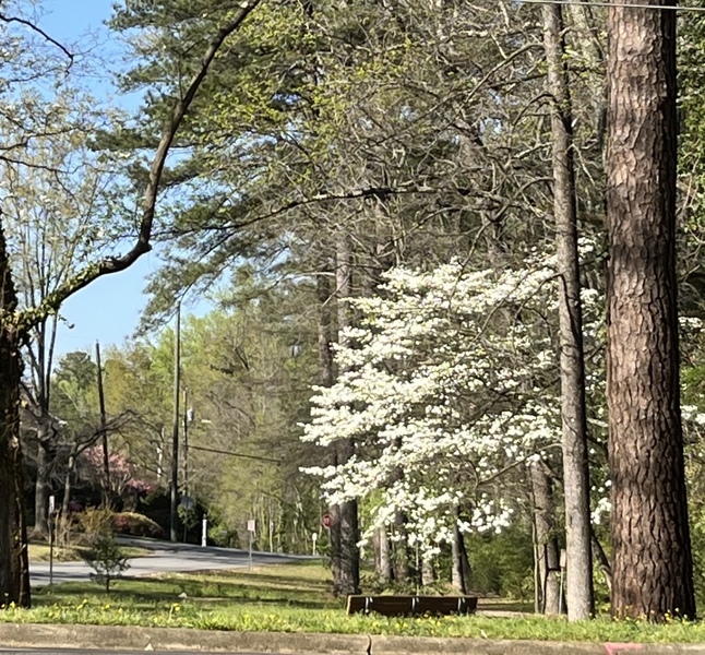 2024 Tree of the Year Photo Contest