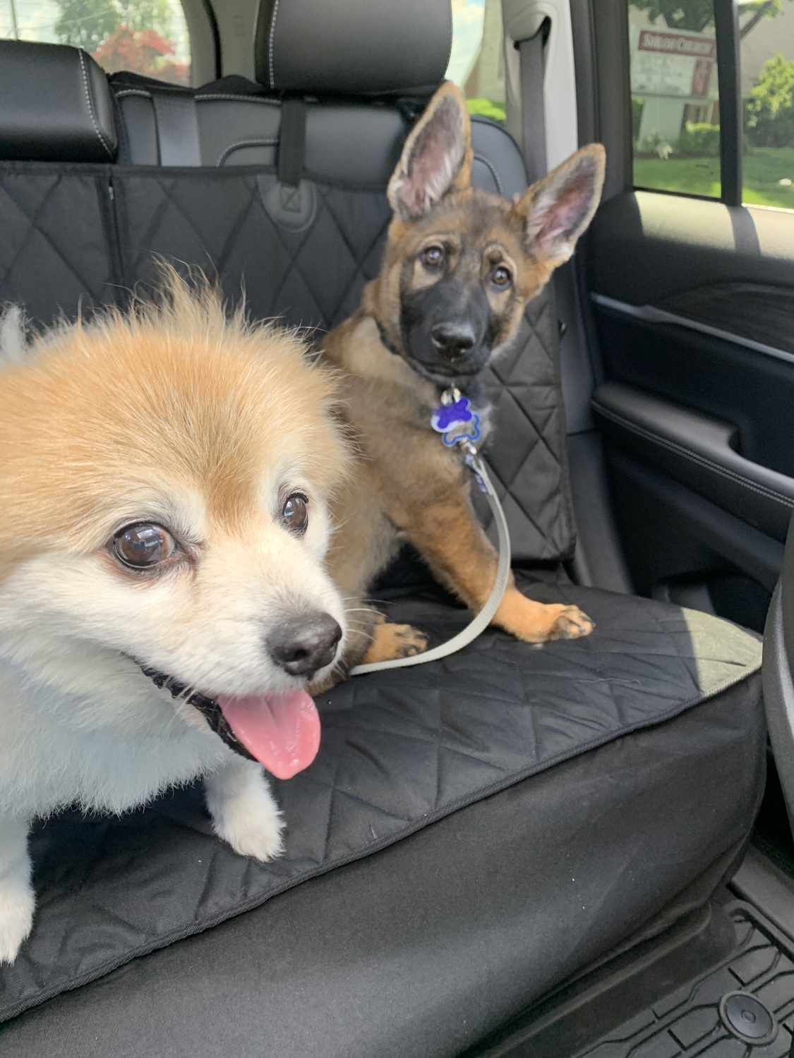 Vote For My Entry in the 4Knines Photo Contest!