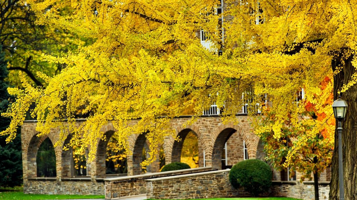 Virtual Backgrounds - Hamilton College