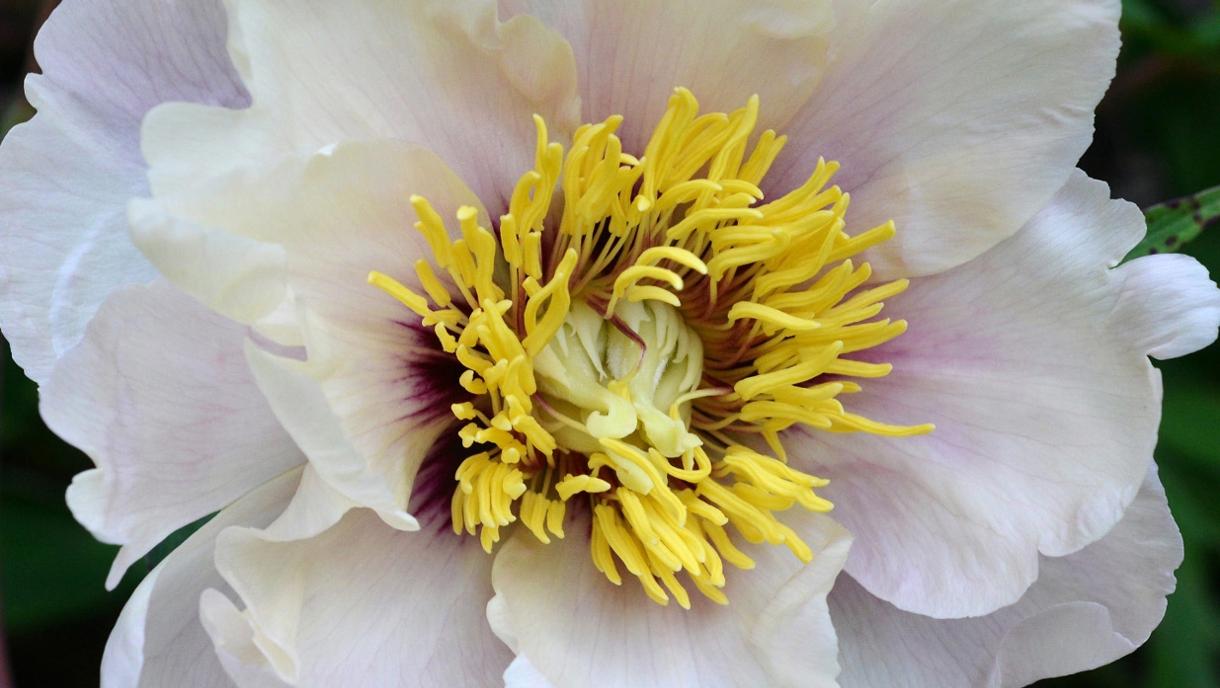 Arboretum - The A.P. Saunders Peonies - Hamilton College
