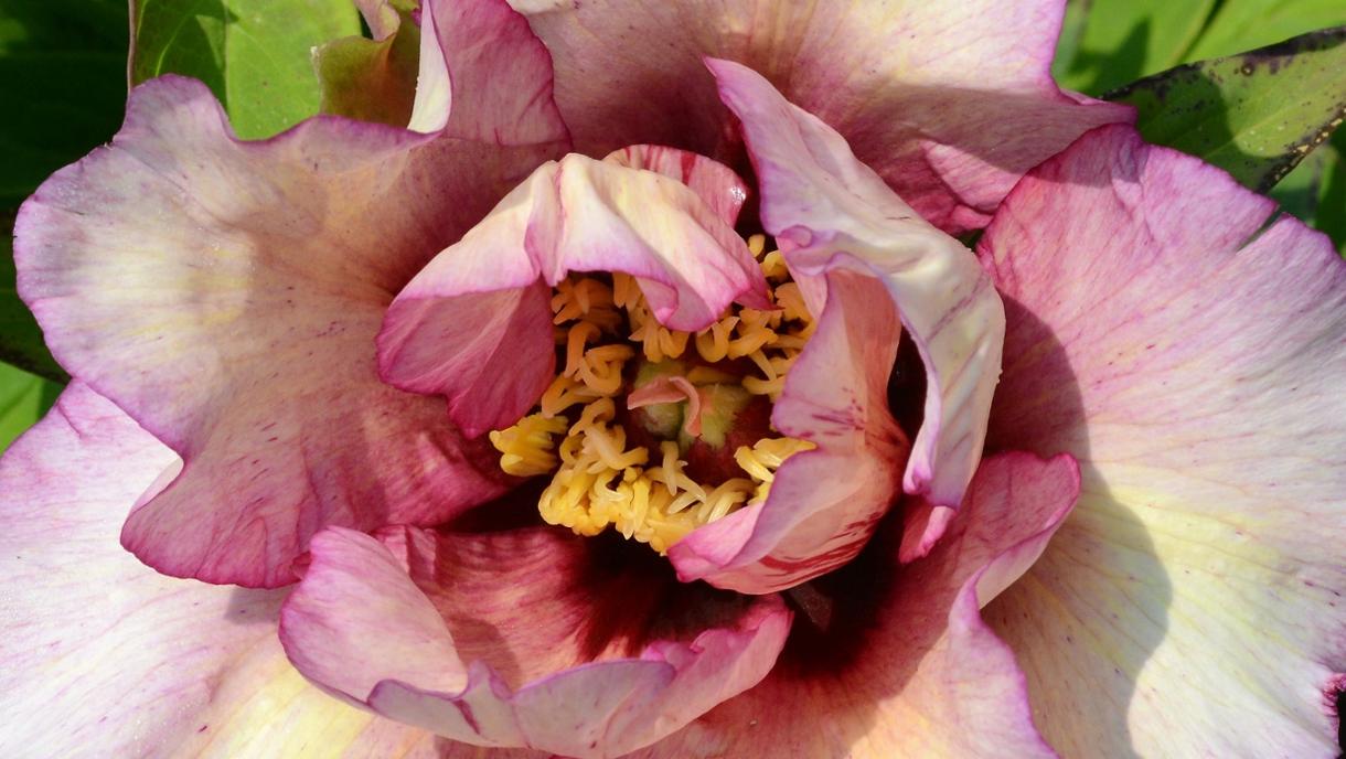 Arboretum - The A.P. Saunders Peonies - Hamilton College