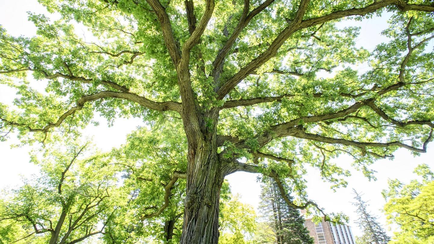 Arboretum - Hamilton College