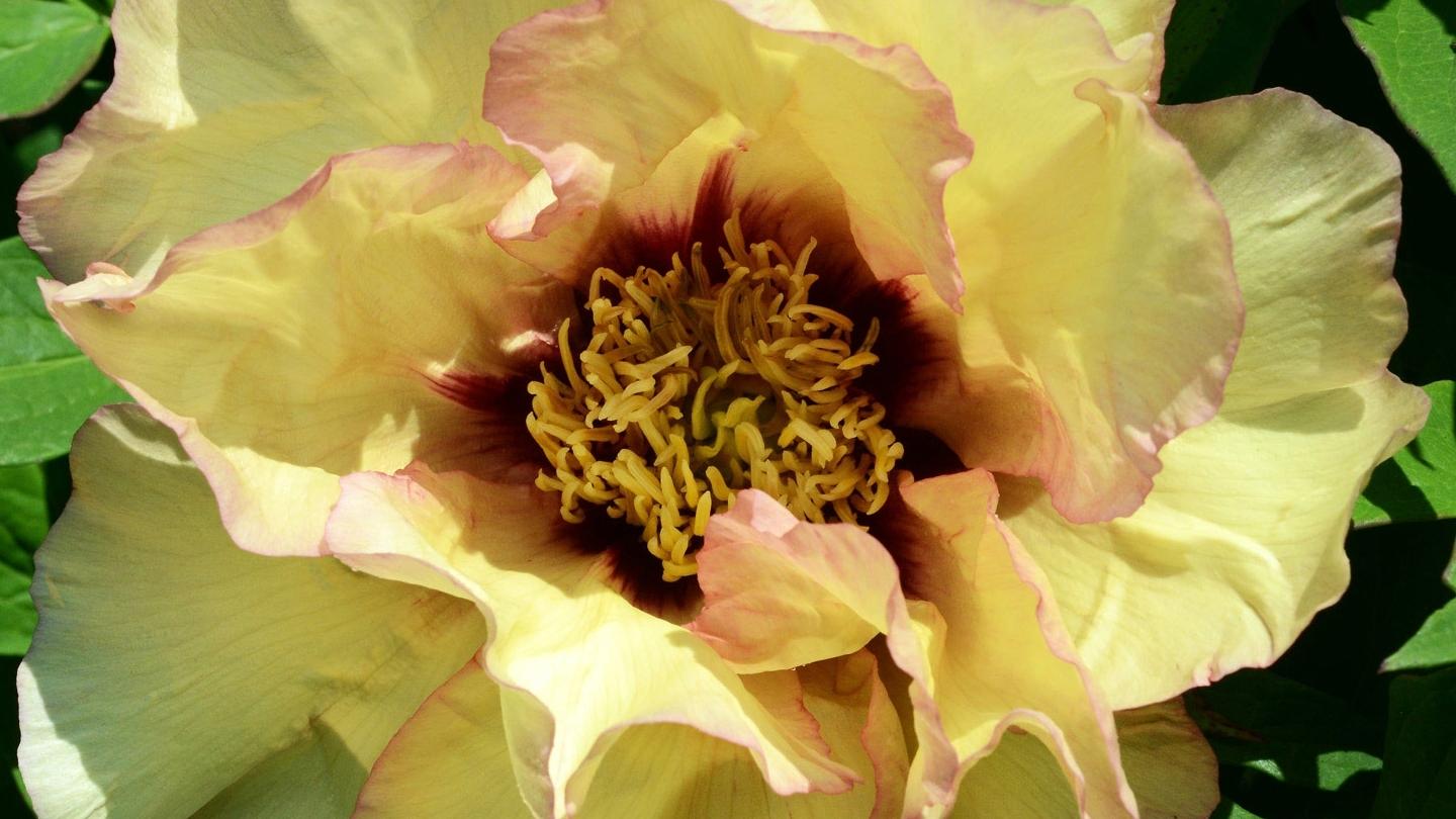 Arboretum - The A.P. Saunders Peonies - Hamilton College