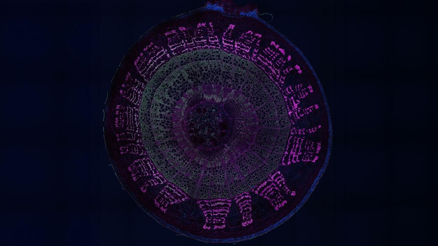 Hamilton Microscope Imaging Facility - Hamilton College