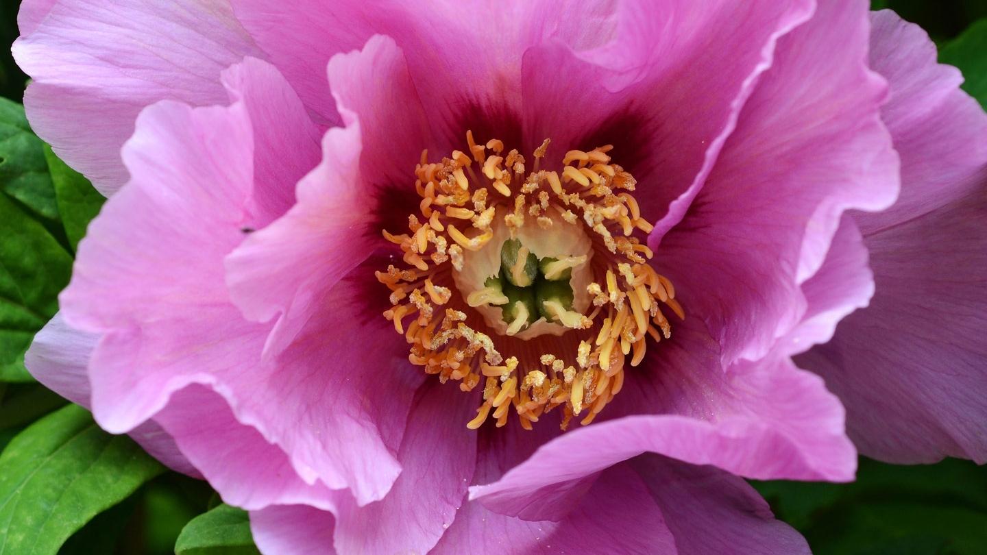 Arboretum - The A.P. Saunders Peonies - Hamilton College
