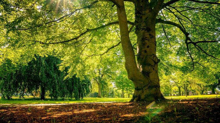 Hamilton Receives 2024 Tree Campus Recognition from Arbor Day ...